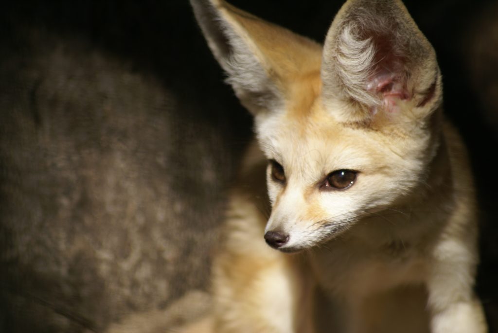 Fennek aus dem Zoo Hoyerswerda jetzt in Ueckermünde zuhause - Zoo ...