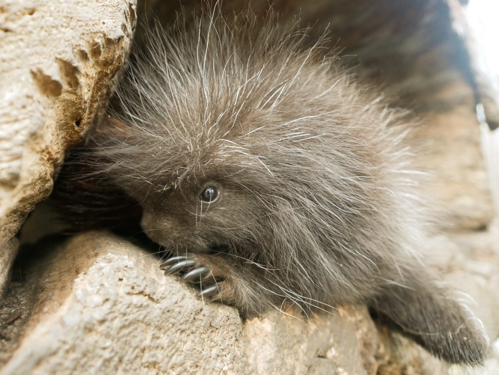 Flauschiger Stachler und 15 Felsenhörnchen - Zoo Hoyerswerda