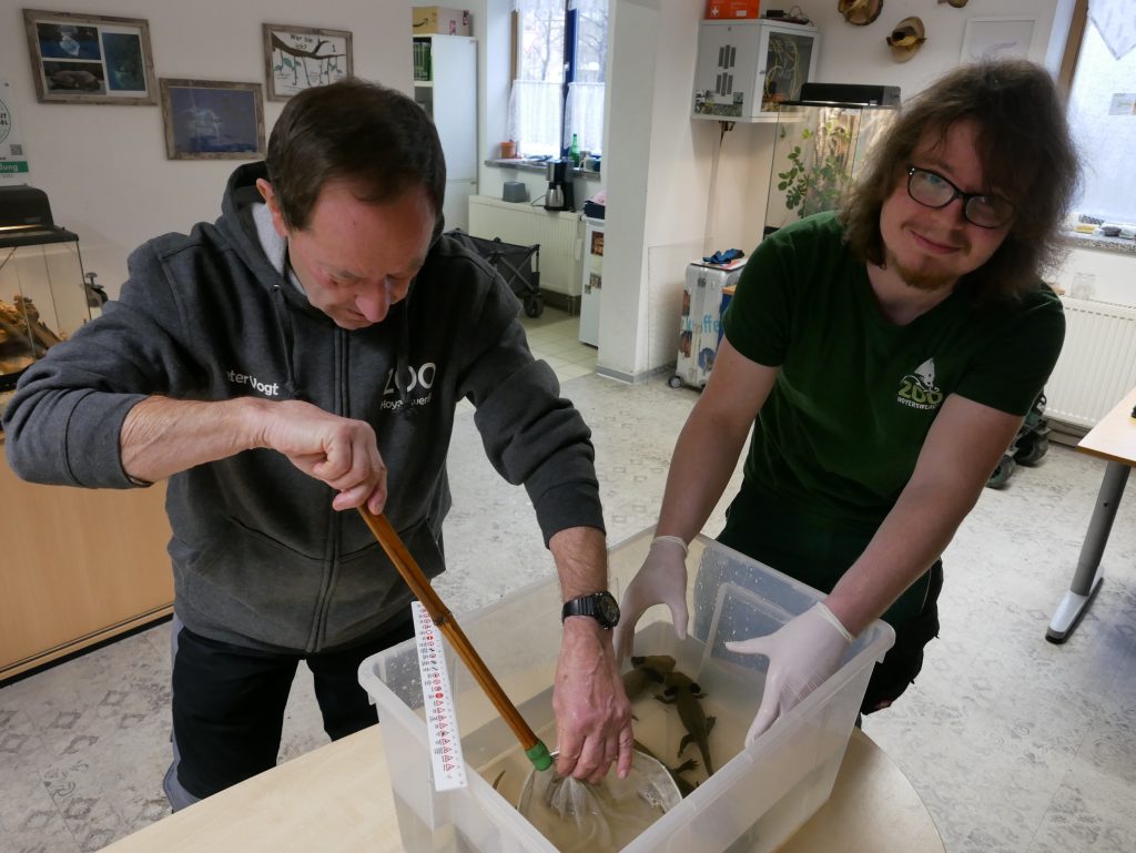 Seltene Molche und wandelnde Blätter - Zoo Hoyerswerda